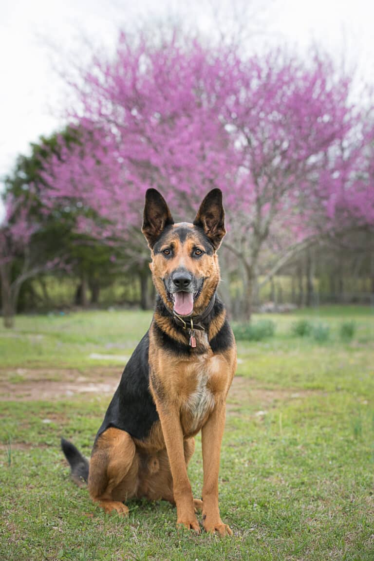 Pets on the farm: Farm Photography - K SCHULZ PHOTOGRAPHY