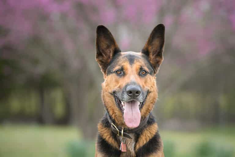 Pets on the farm: Farm Photography - K SCHULZ PHOTOGRAPHY