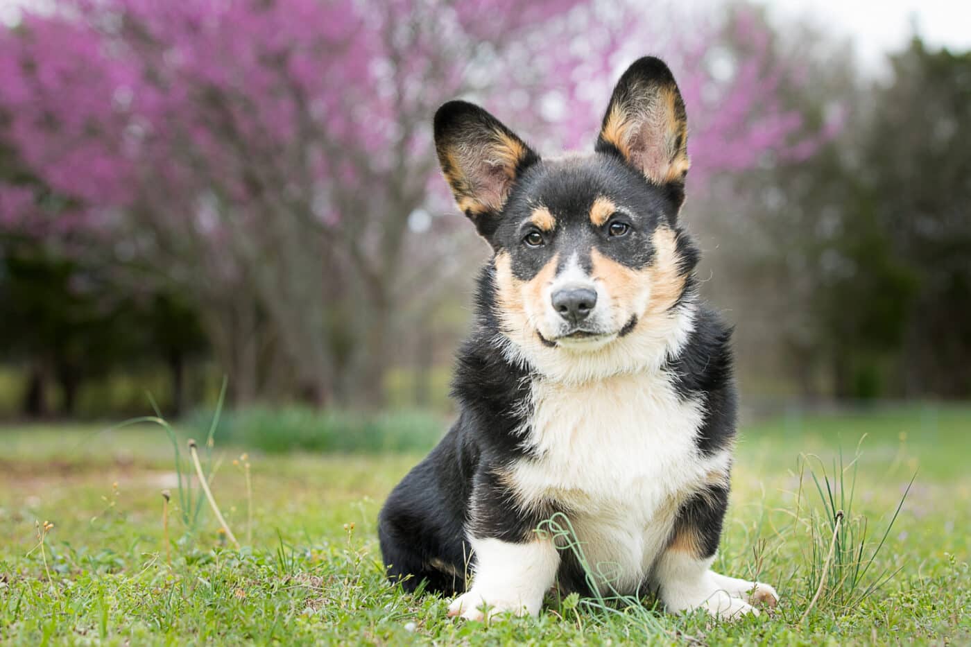 Pets on the farm: Farm Photography - K SCHULZ PHOTOGRAPHY