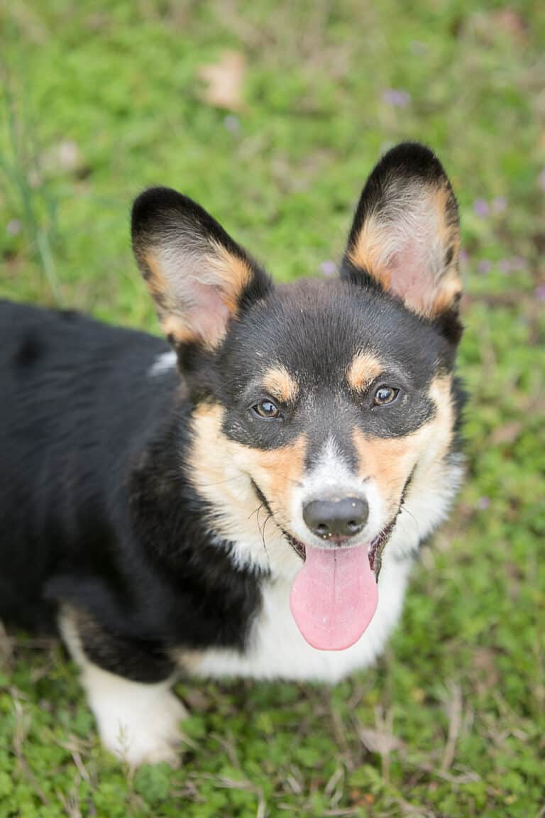 Pets on the farm: Farm Photography - K SCHULZ PHOTOGRAPHY