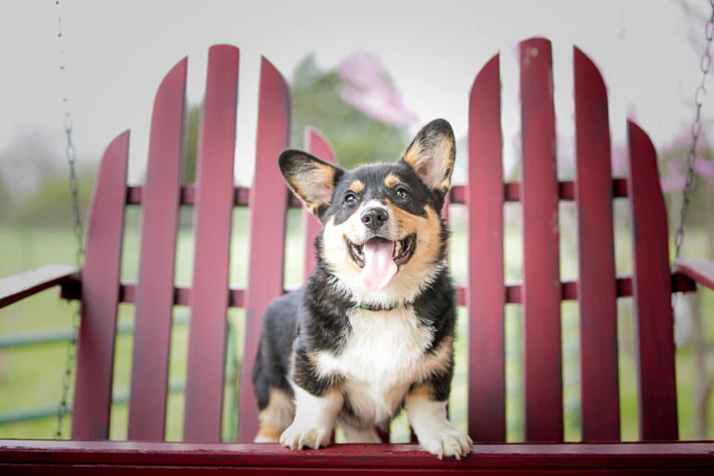 Pets on the farm: Farm Photography - K SCHULZ PHOTOGRAPHY