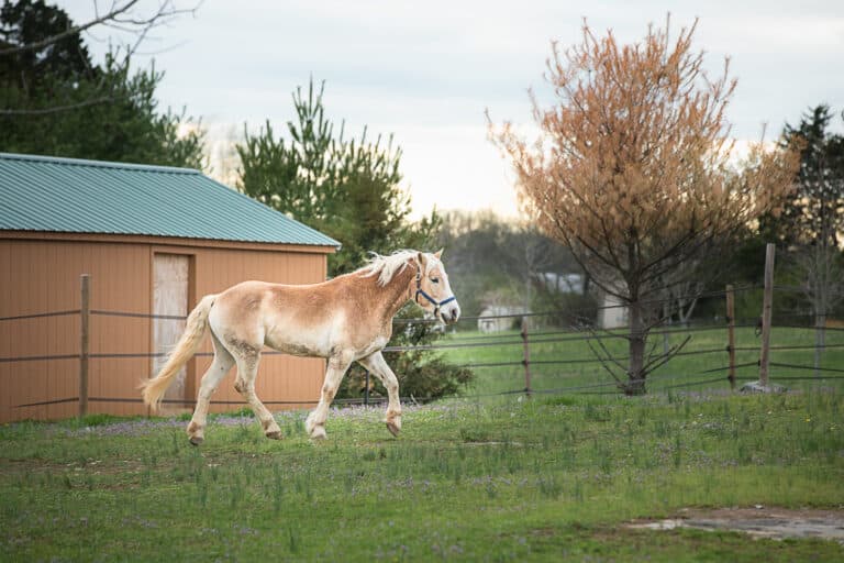 Pets on the farm: Farm Photography - K SCHULZ PHOTOGRAPHY