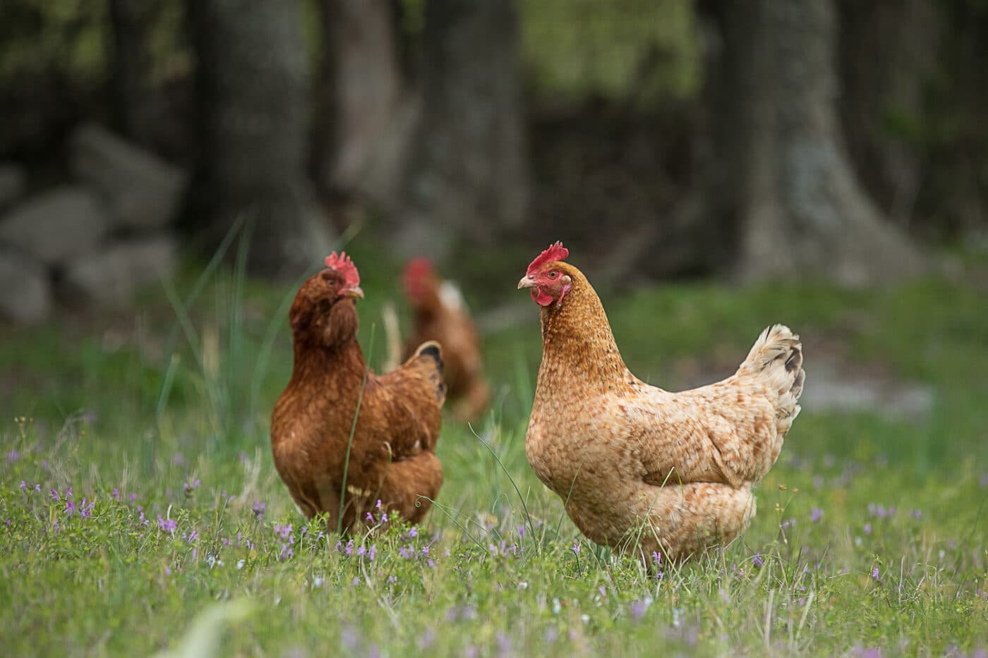 Pets on the farm: Farm Photography - K Schulz Photography