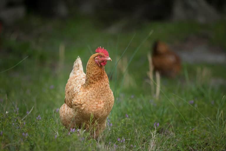 Pets on the farm: Farm Photography - K SCHULZ PHOTOGRAPHY