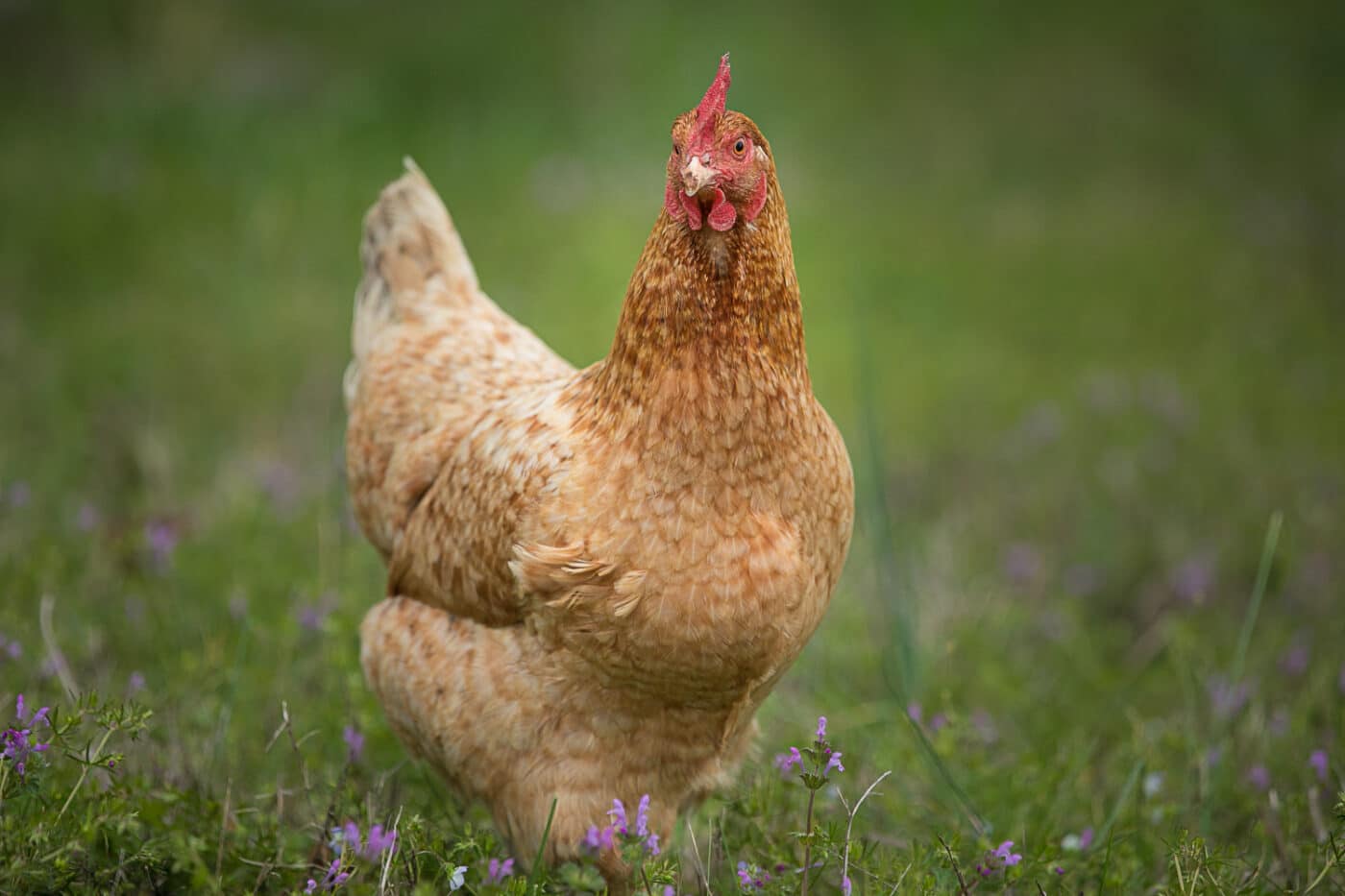 Pets on the farm: Farm Photography - K Schulz Photography