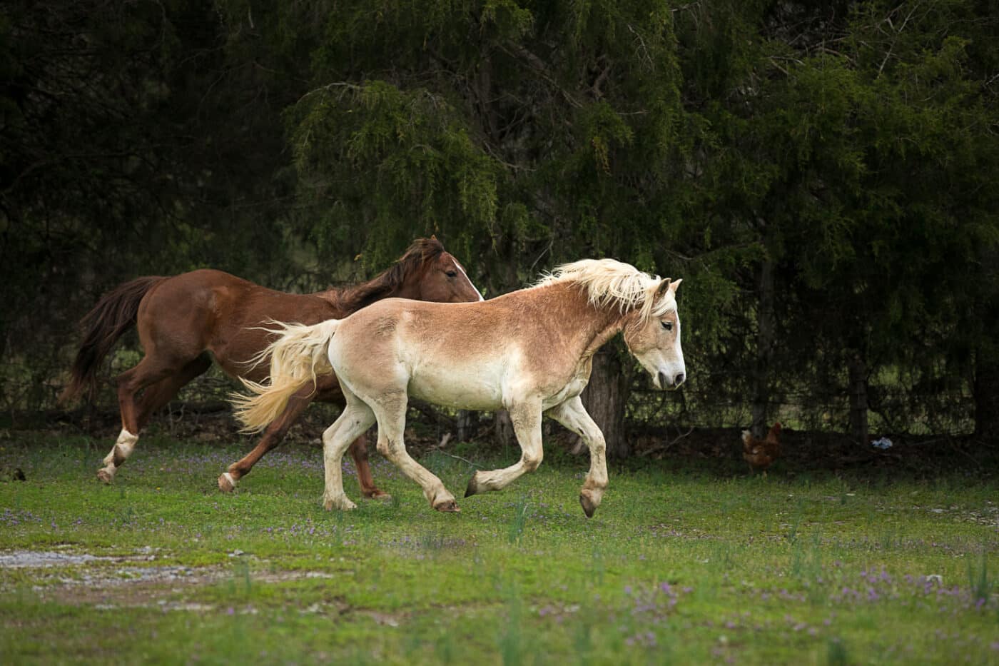 Pets on the farm: Farm Photography - K Schulz Photography