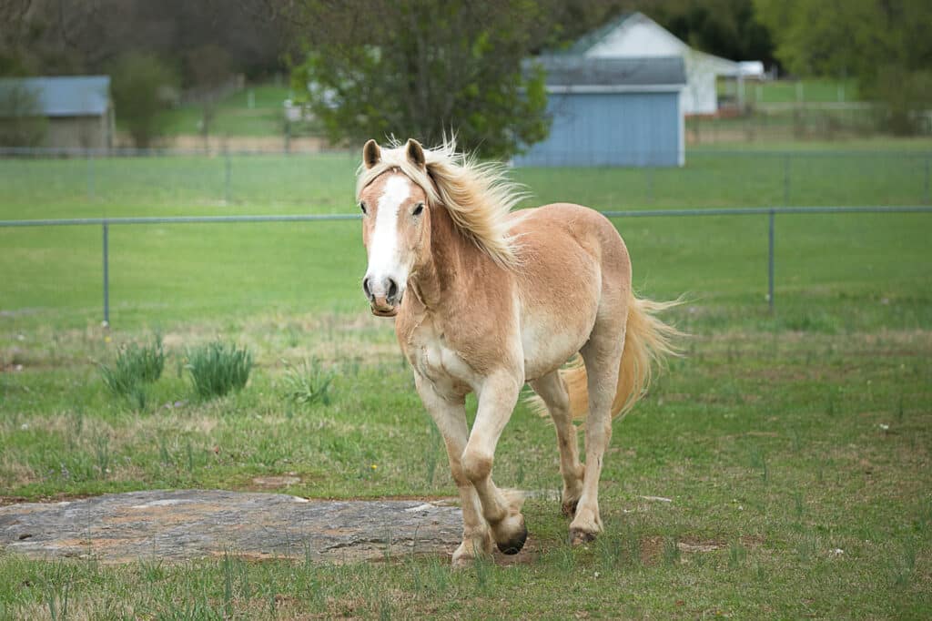 Pets on the farm: Farm Photography - K Schulz Photography