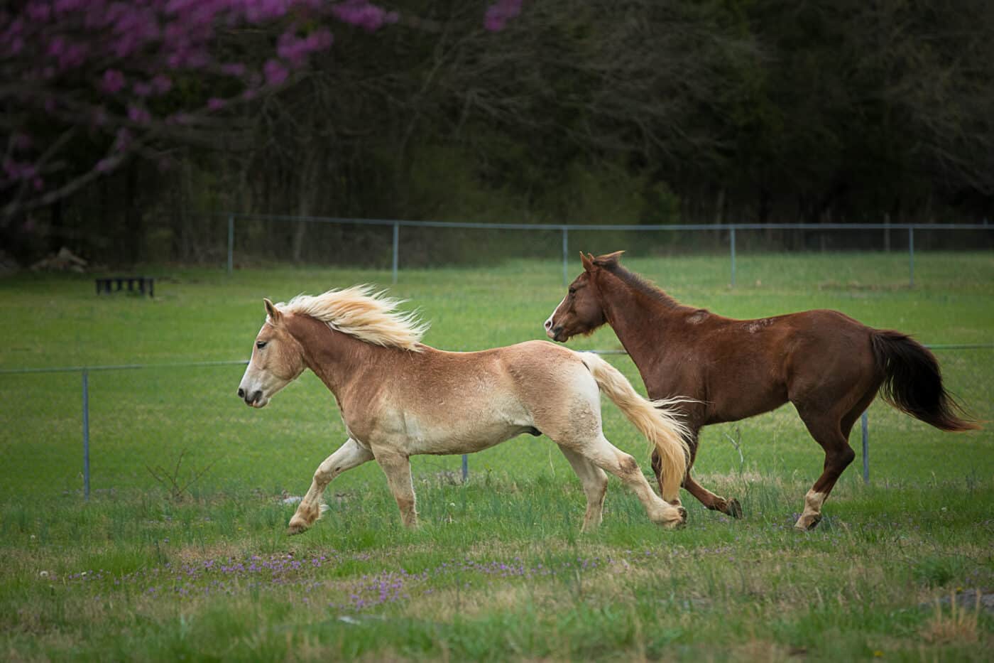 Pets on the farm: Farm Photography - K Schulz Photography
