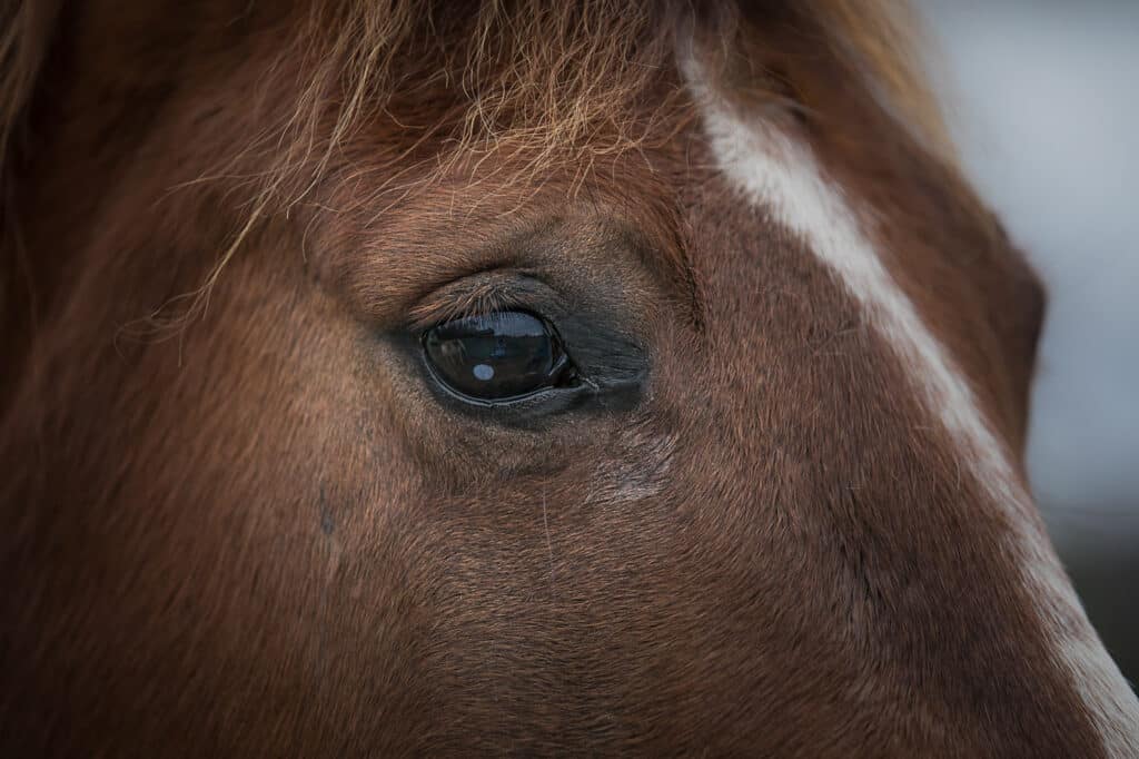 Pets on the farm: Farm Photography - K Schulz Photography