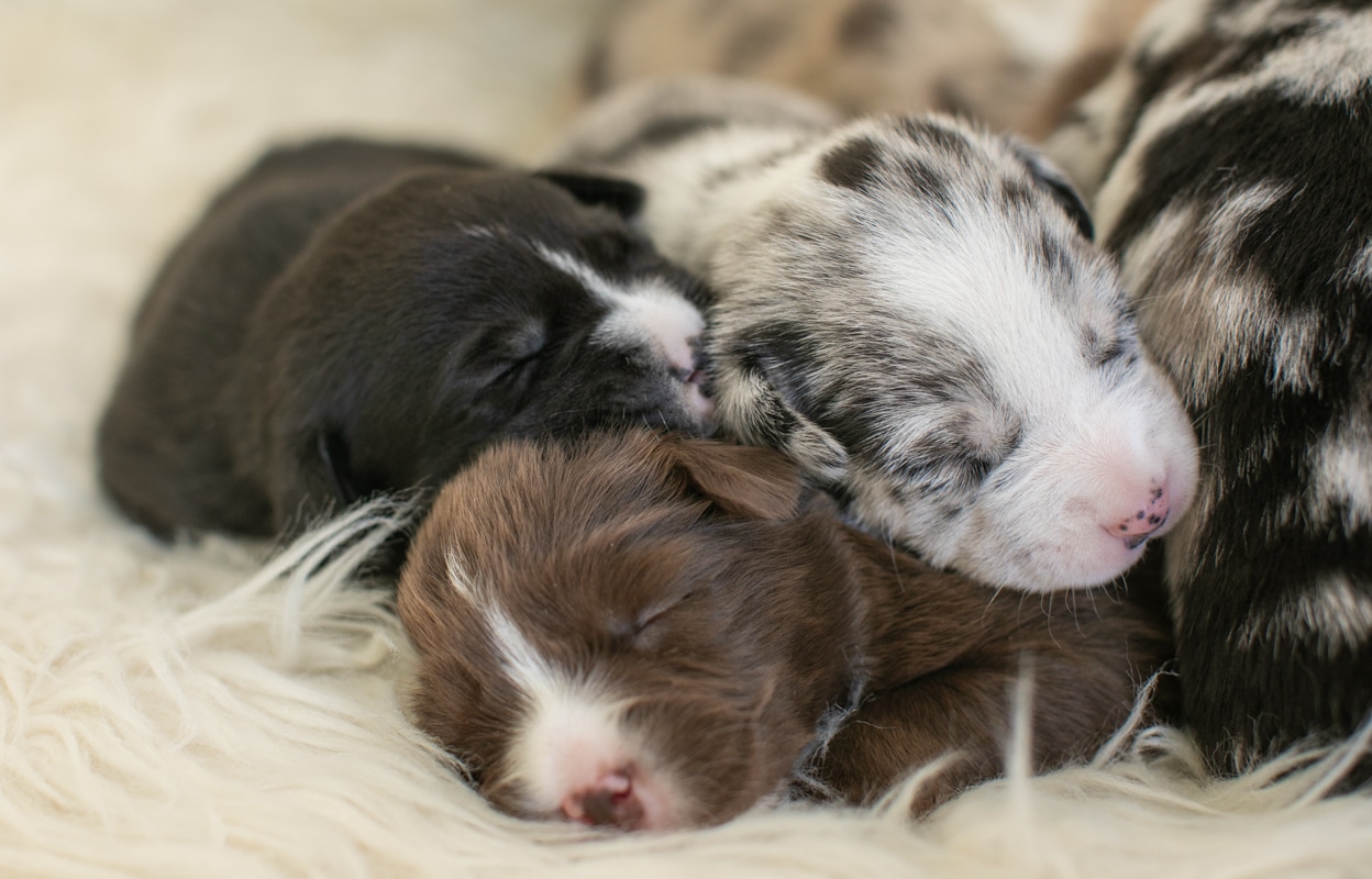 Newborn Puppy photos-106 - K Schulz Photography