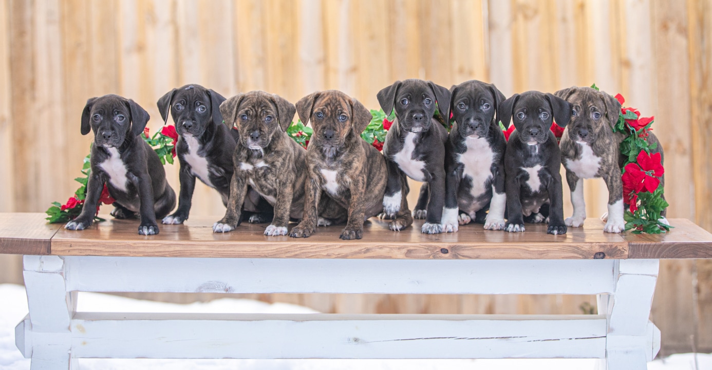 Photographing Puppy litters: Helpful tips - K Schulz Photography