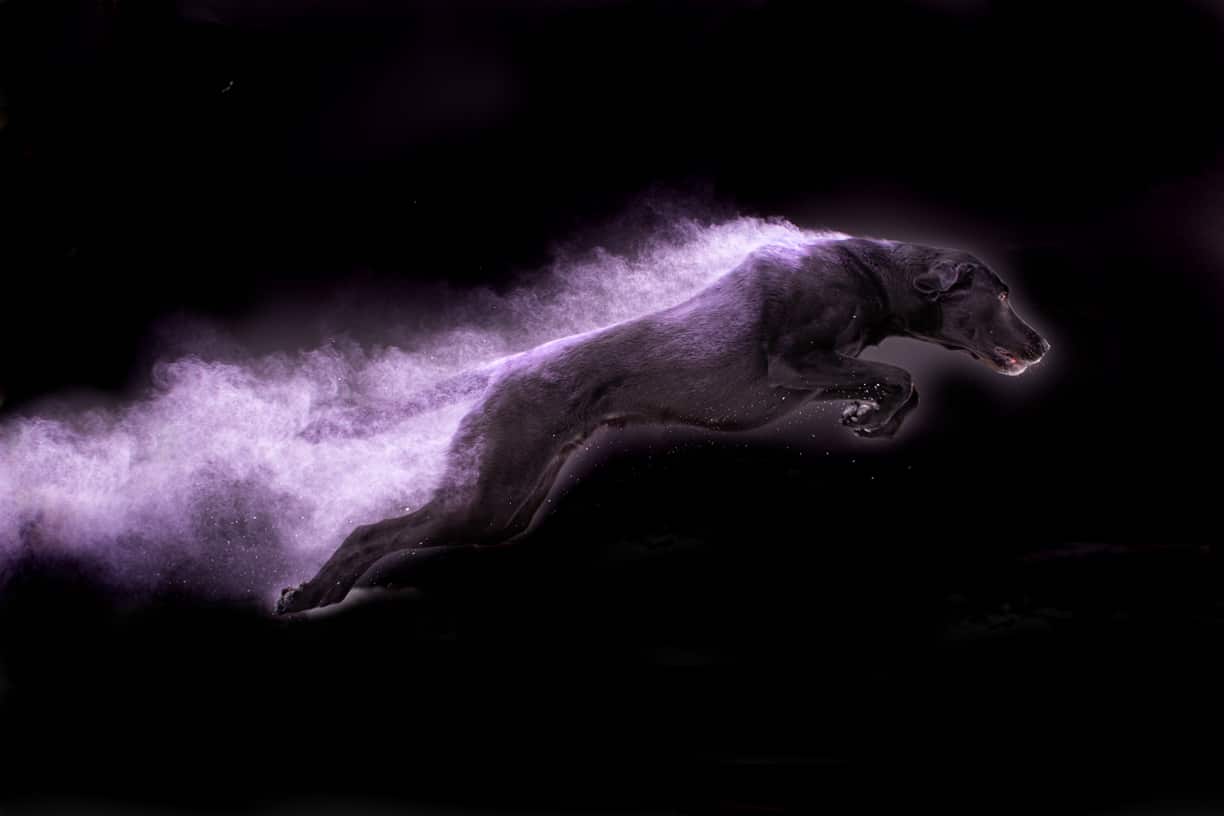 Holi Powder: Agility dog photos - K SCHULZ PHOTOGRAPHY