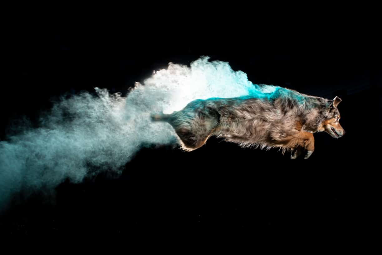 Holi Powder: Agility dog photos - K Schulz Photography