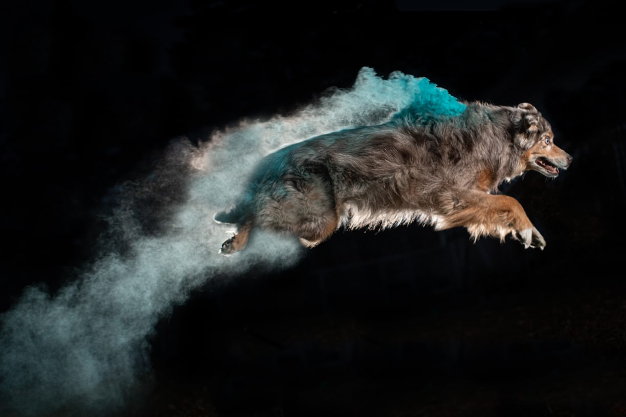 Holi Powder: Agility dog photos - K Schulz Photography