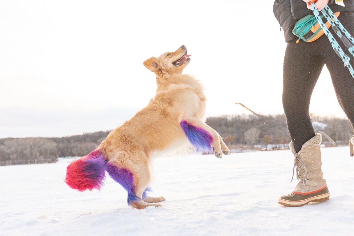 Rainbow Golden Retriever with dyed hair in Minnesota - K Schulz Photography
